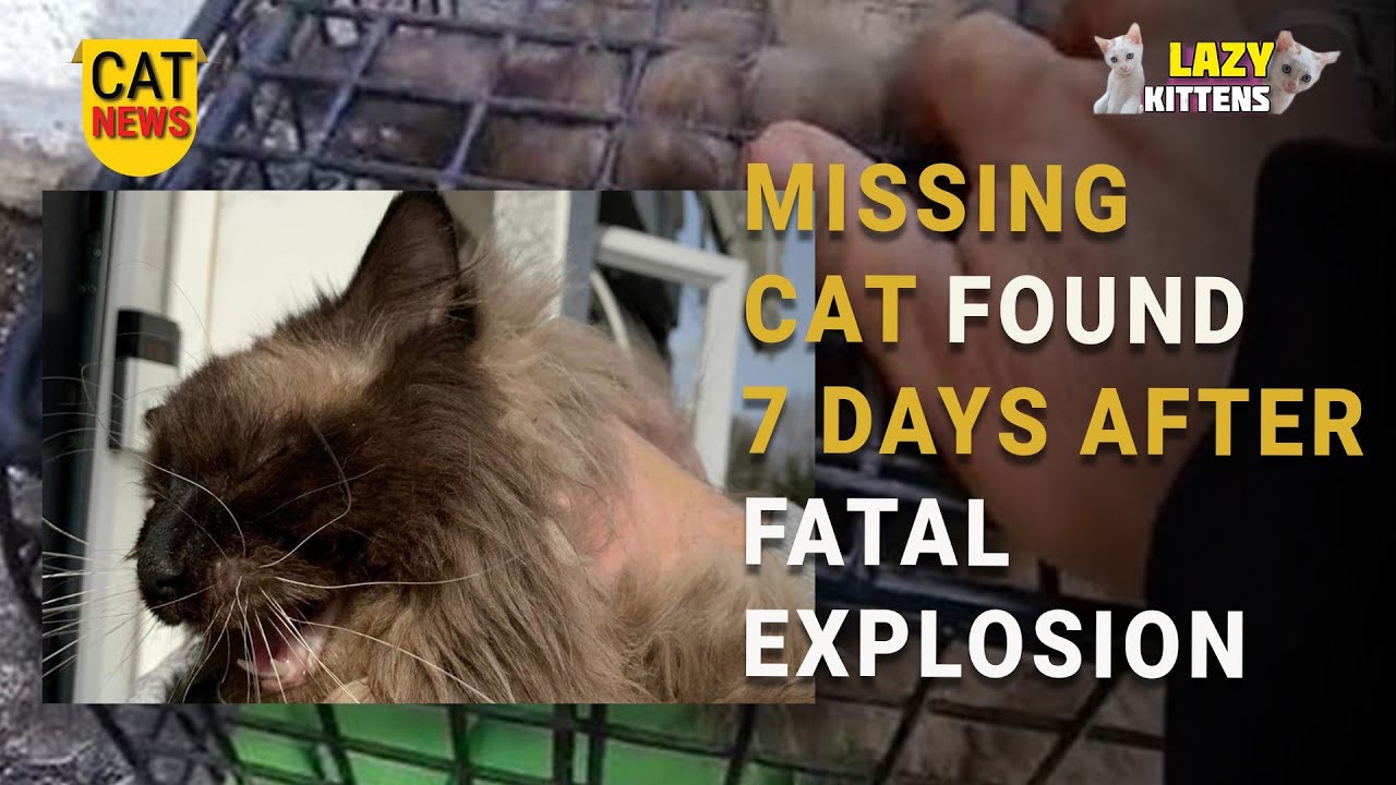 Cat Found After 7 Days Of a Explosion In United Kingdom - Lazy Kittens ...