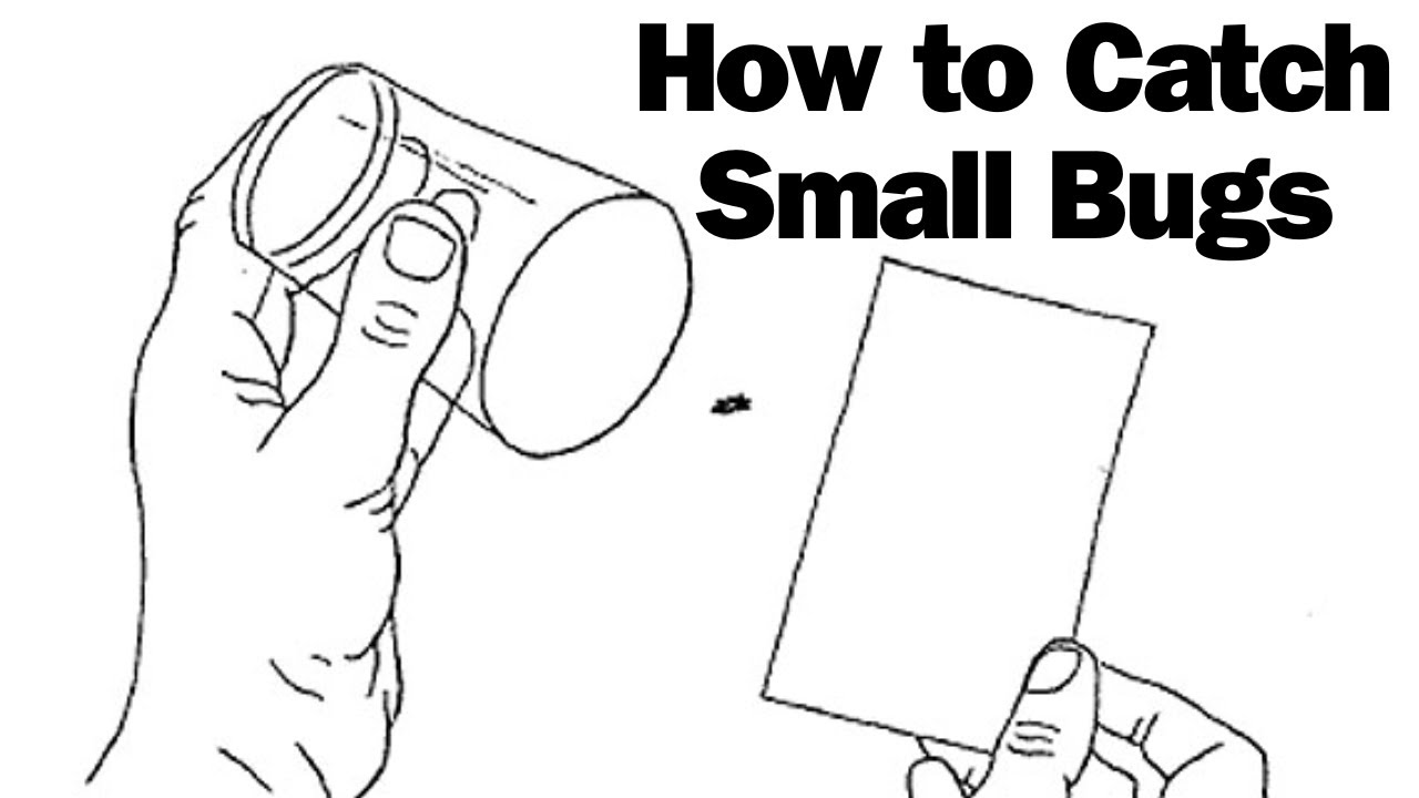 How to Catch Small Bugs - get rid of fruit flies and gnats and all ...