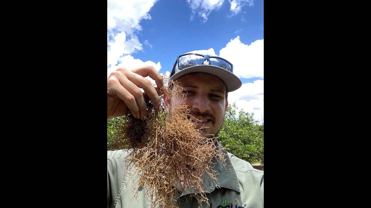 Rhizolizer Duo a microbial soil amendment regrows roots of citrus trees ...