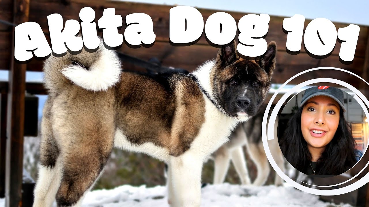 Akita Dogs 101 - 2 minute Tuesdays - Paint with me - YouTube