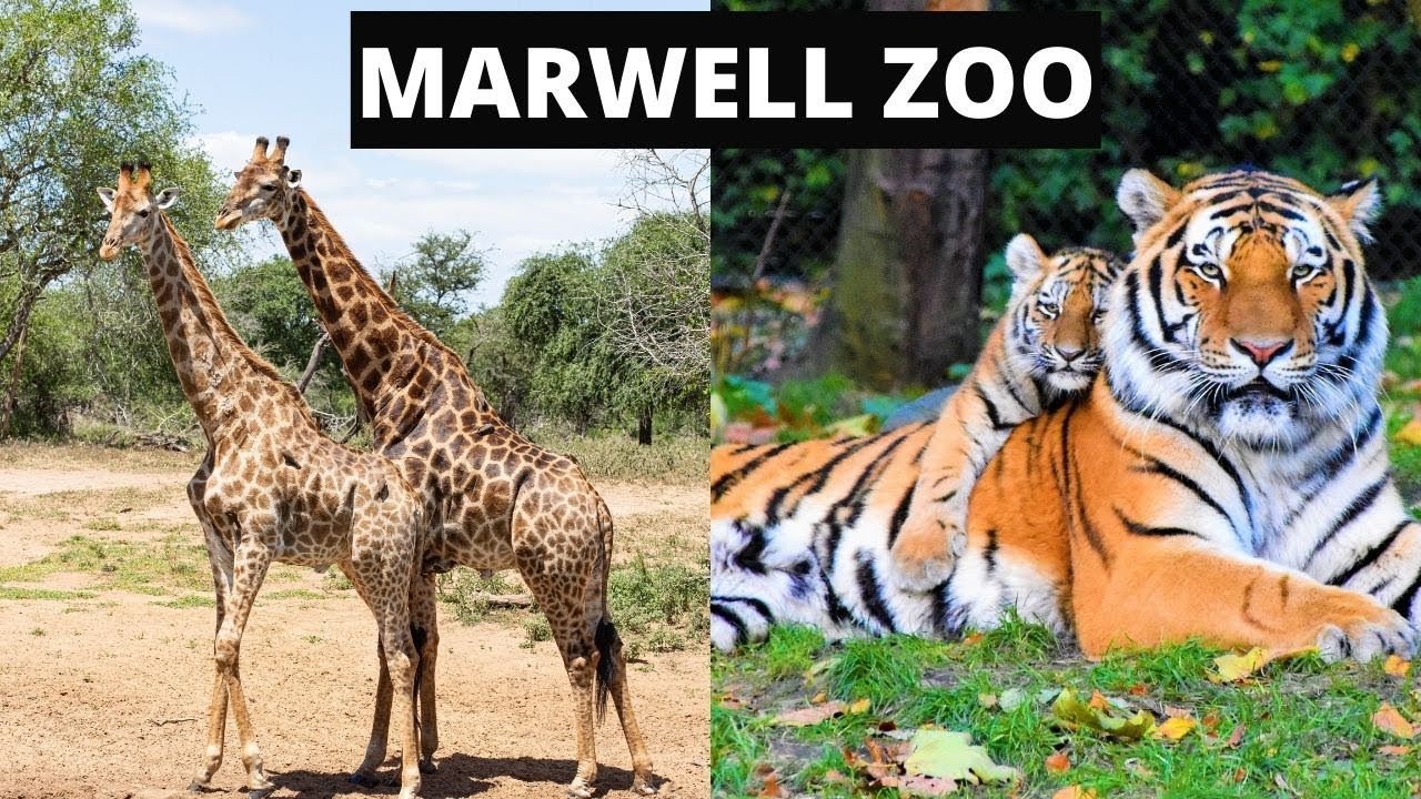 Marwell Zoo | Winchester | England | Get closer to the natural world at ...