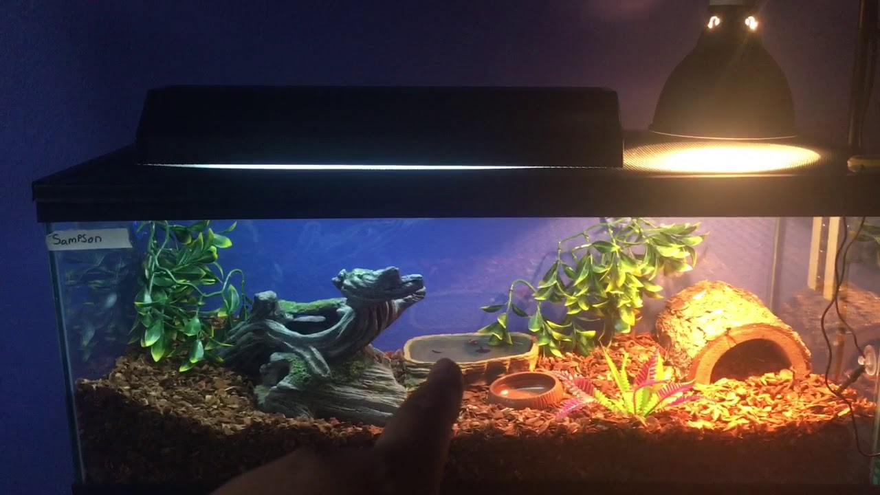 Fire Skink 101 Care - YouTube