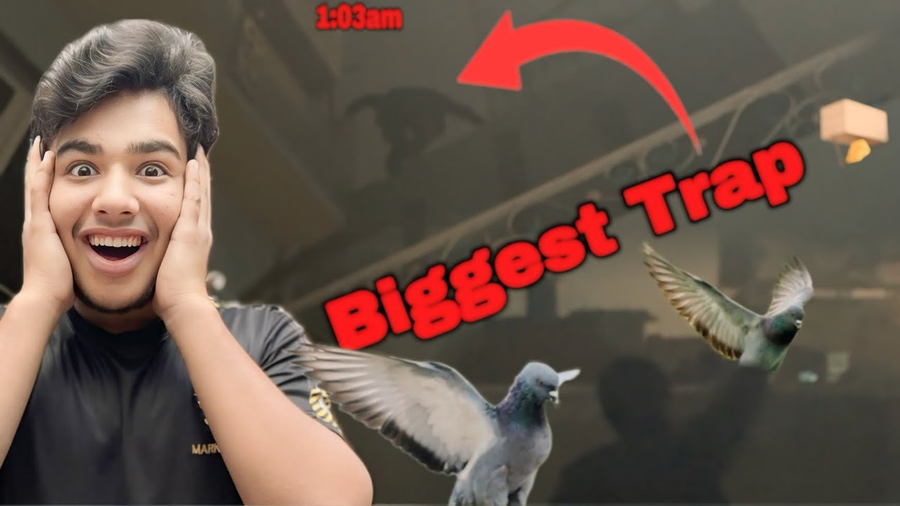 Hmara Ghar Jungle Kabutar Agiya Big Trap Main 🪤 Kabootar Trap Mein A Gaya | Amazing Bird Rescue ...