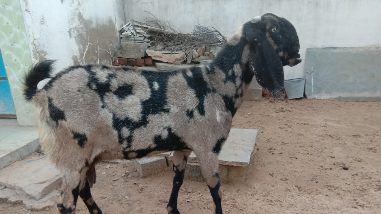 High milking Beetal Bakri।। Bakri Paln।। Beetal kids।।Sirohi Bakri ...