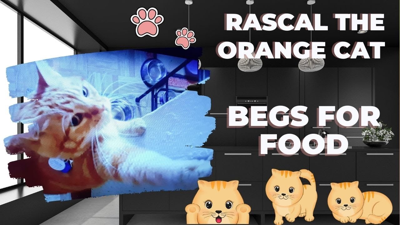Watch What Happens When a Rascal the Orange Cat Begs for Food! - YouTube