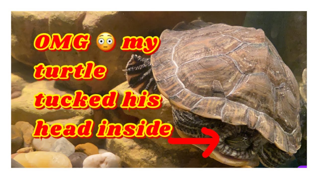 OMG 😳 turtle tucked his head inside - YouTube