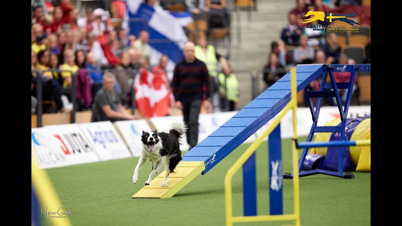 Anne Lenz with Itzi Bitzi Agility World Championship Vice Winner ...