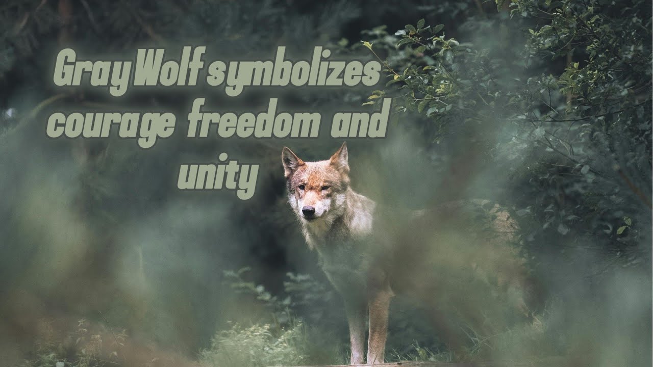 Gray Wolf Symbol of Freedom and Strength - YouTube