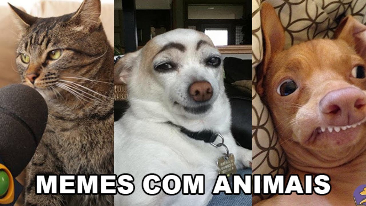 Os melhores memes do mundo - YouTube