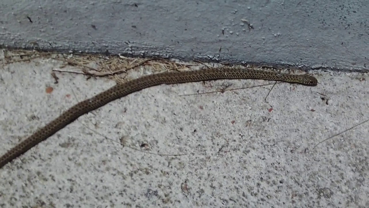 CULEBRA Ratonera. 👍😉 Aunque se sabe que es venenosa no presenta ...