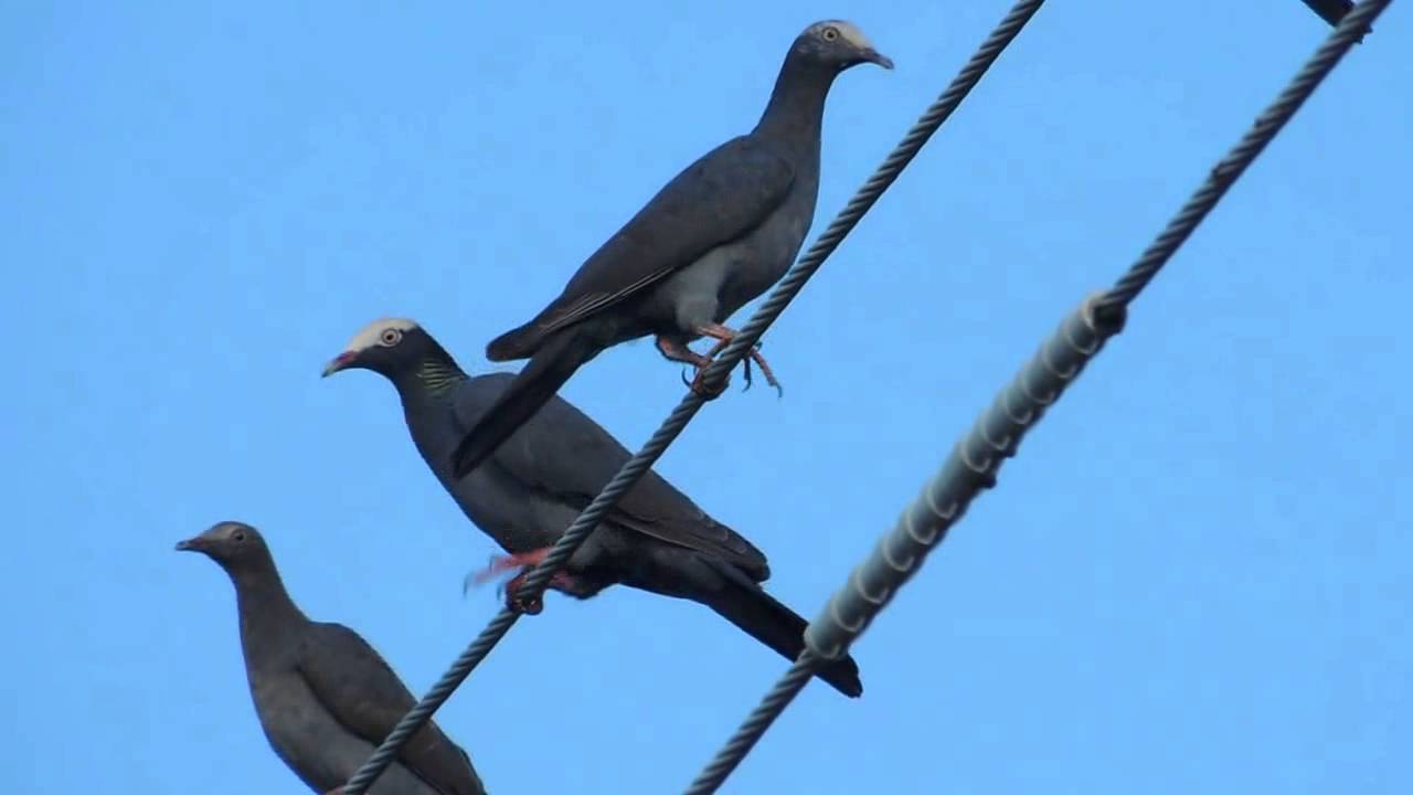 White-crowned Pigeons sitting on power line - YouTube