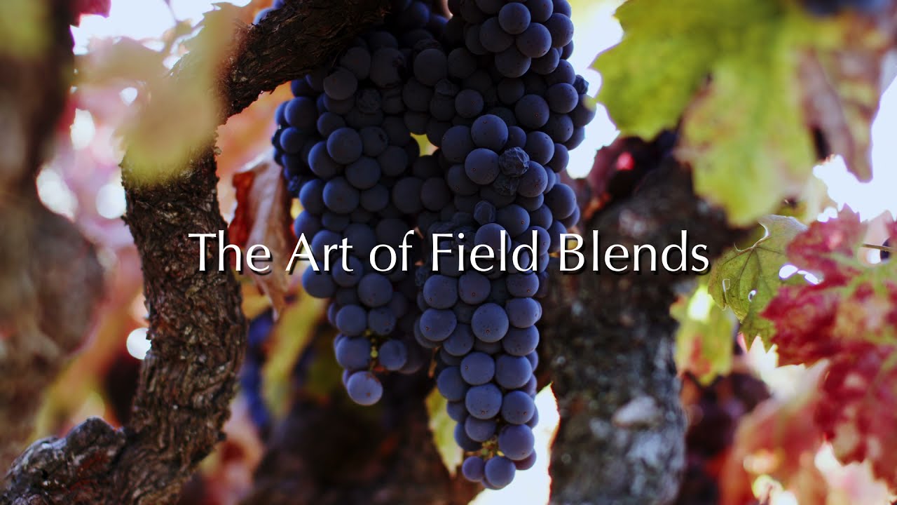 The Art of Field Blends at Ridge Vineyards - YouTube
