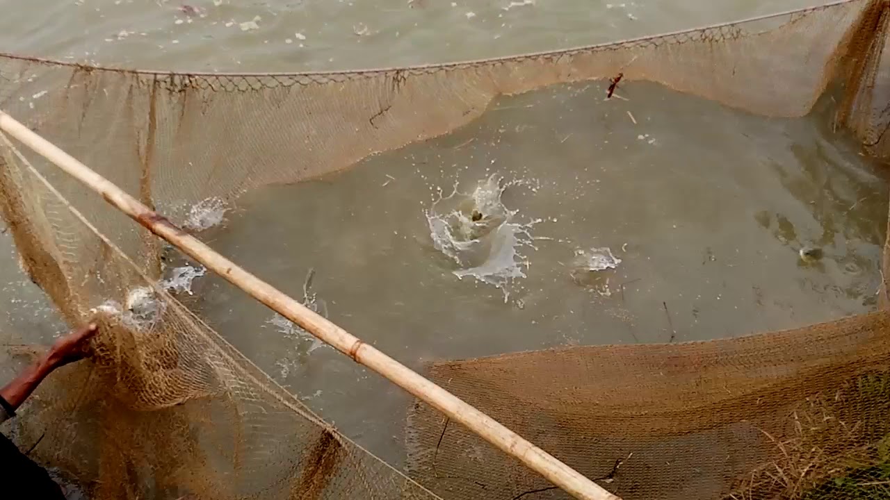 Biral Net Fishing, Best National Fishing Catch Catfish, Top 5 Amazing ...