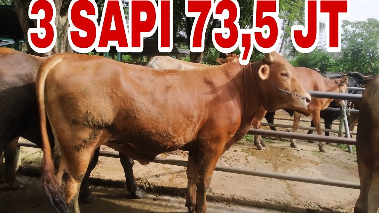 3 SAPI JANTAN HARGA 73,5 JUTA DI PASAR SAPI PELAIHARI TANAH LAUT ...