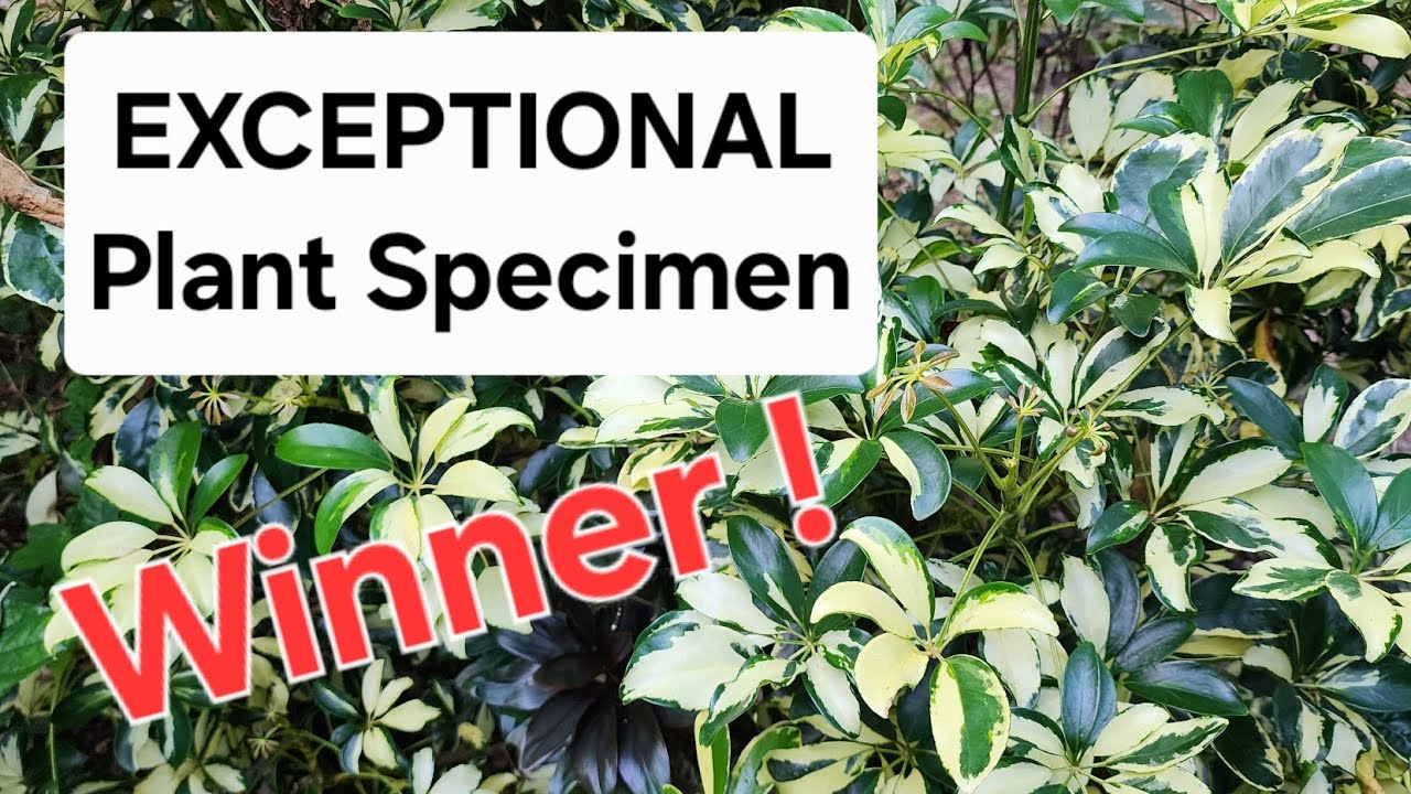 Top Plant - deserves award - YouTube