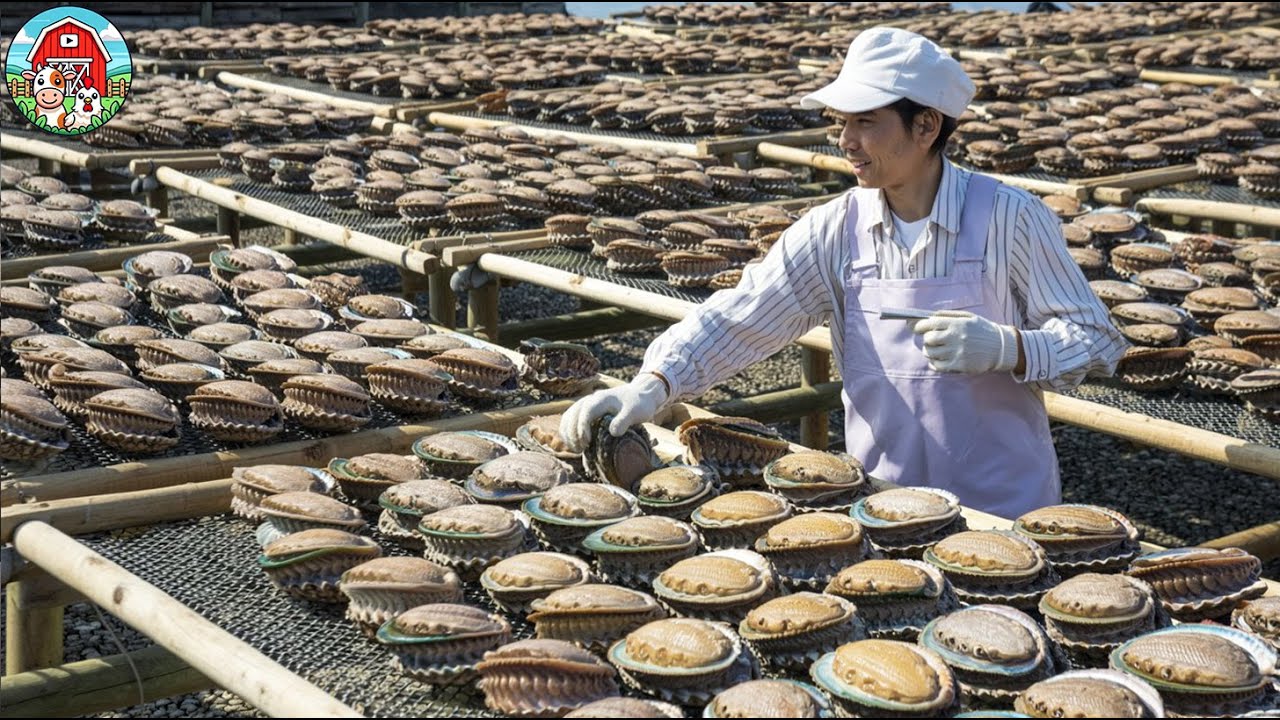 ABALONE Farming & Harvesting - How Farmers Make Billions of Dollars ...