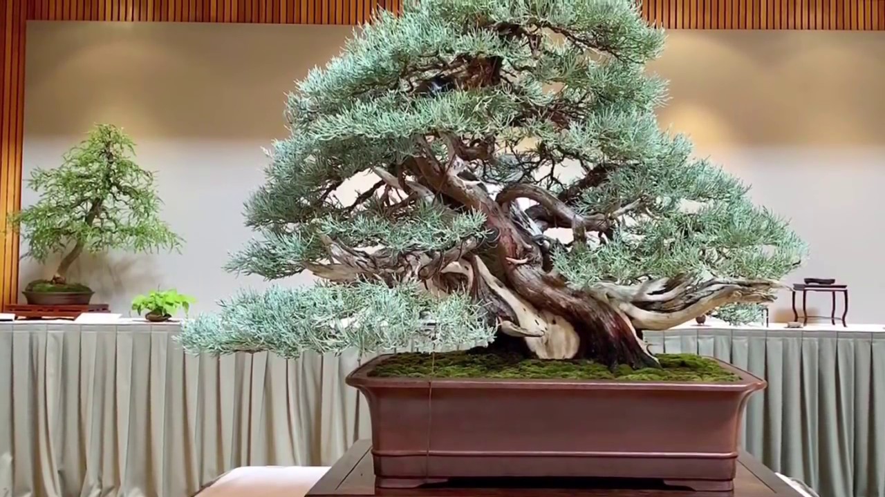41st Annual Mid-America Bonsai Show - YouTube