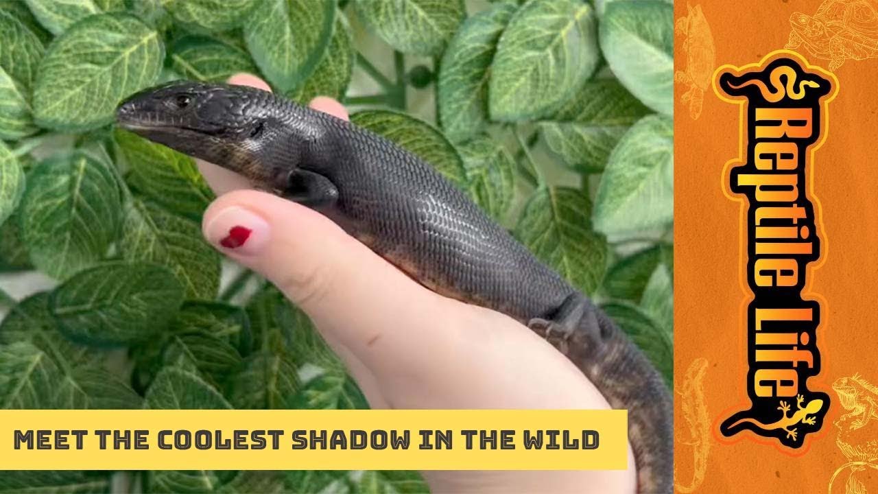 Super Cool Melanistic Blue Tongue Lizard | Reptile Life - YouTube