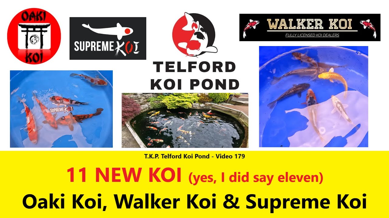 T.K.P. Telford Koi Pond - Video 179 - 11 NEW KOI from Oaki Koi, Walker Koi & Supreme Koi #koi # ...