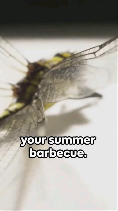 A World Without Mosquitoes? - YouTube