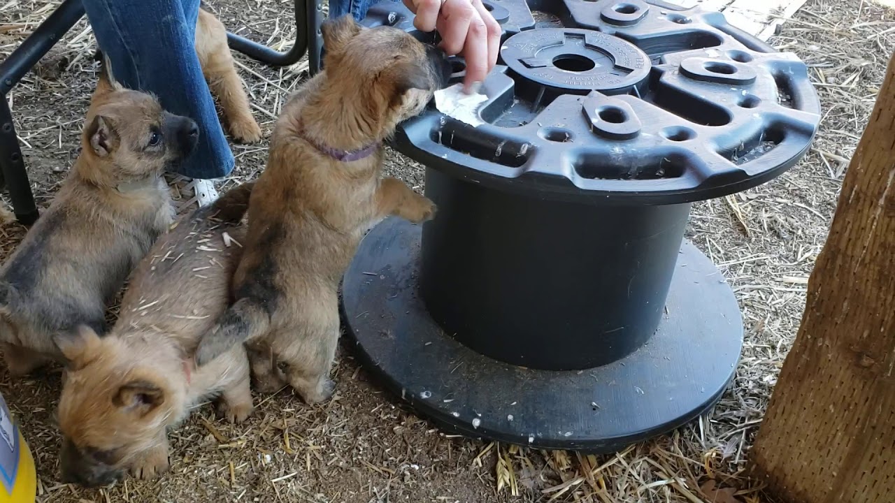 DanBar Ranch cairn pups! 4.10.20 - YouTube