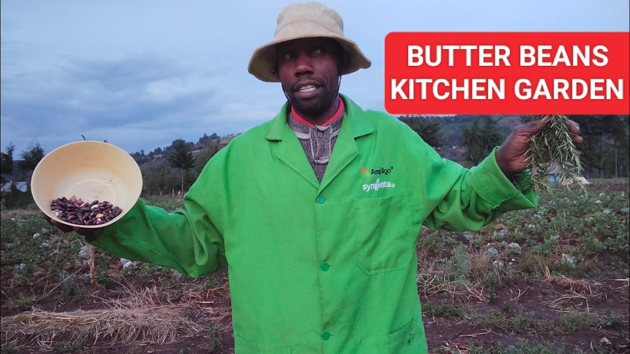 💪PLANTING OF BUTTER BEANS AND ROSEMARY TO KITCHEN GARDEN IN THE VILLAGE ...