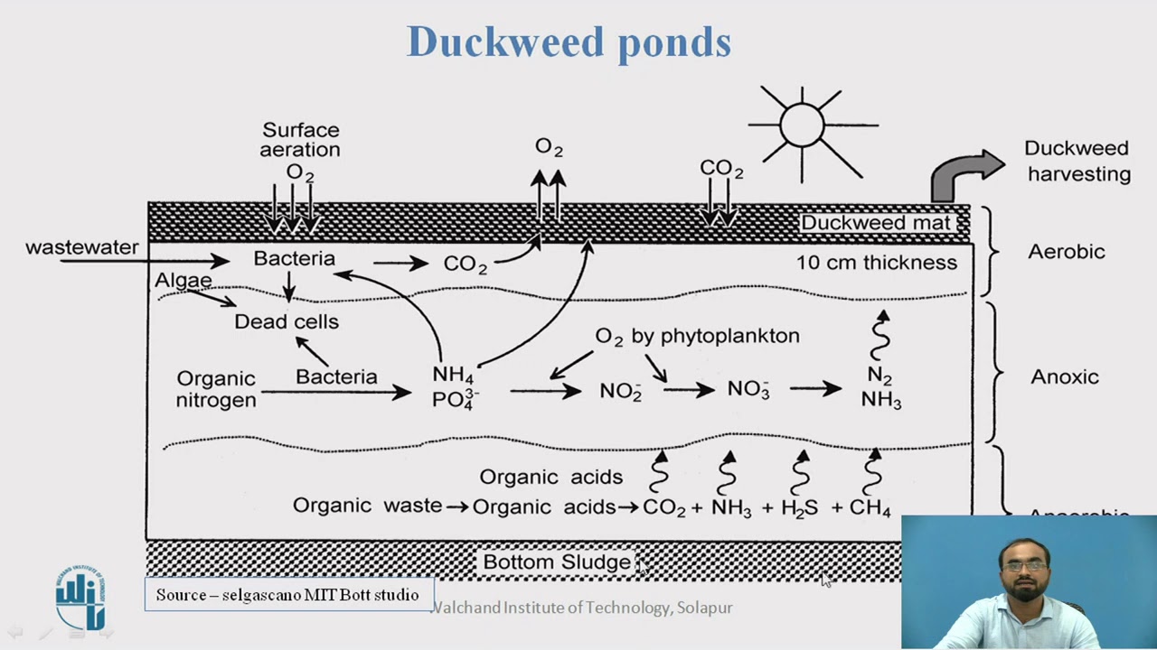 Duckweed Diagram