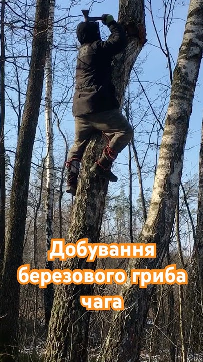 Чагу не так легко добути Заготівля чаги чага гриб Youtube