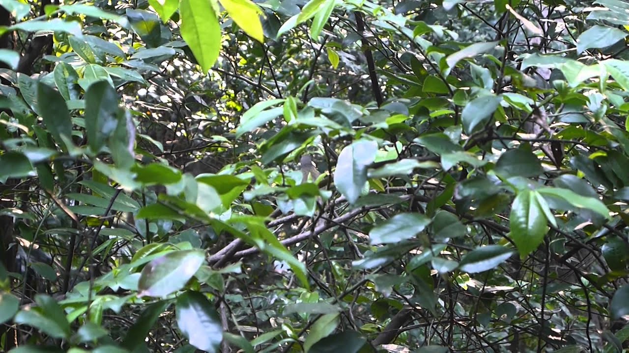 Australian Honeyeater Bird call - YouTube