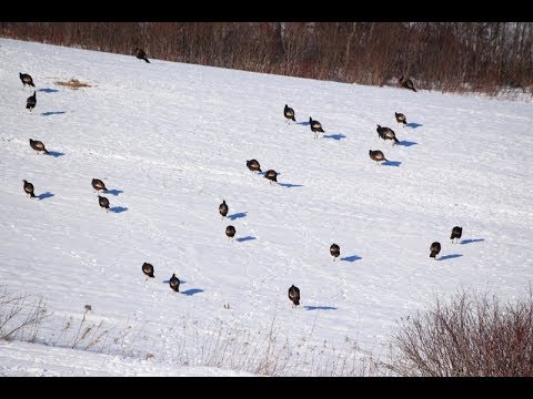 100s of Wild Turkeys invade a field. - YouTube