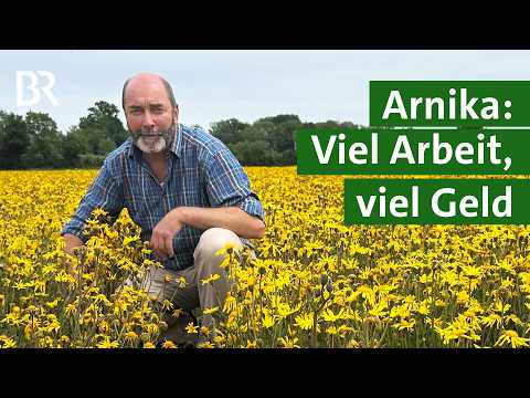 Aufwendig, aber profitabel? Arnika-Anbau für Salben und Tinkturen | Heilpflanze | Unser Land | BR