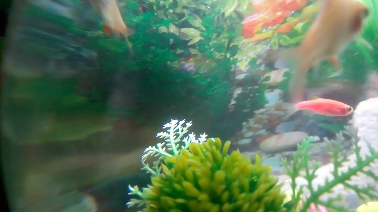 Talking fish - YouTube