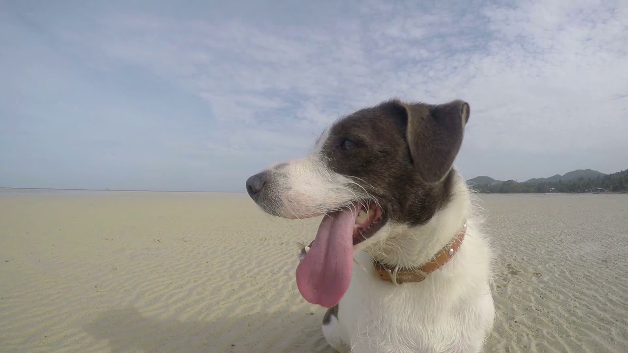 cute dog enjoying tropical beach - YouTube