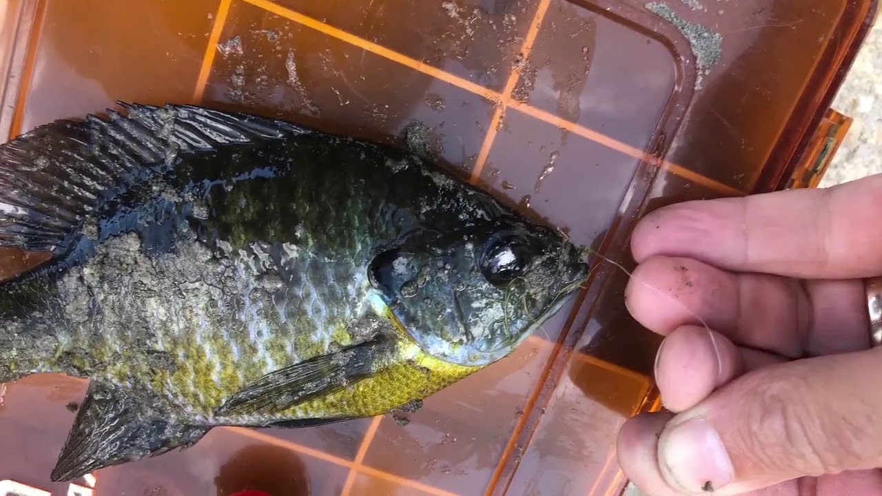 Easy way to catch sunfish! - YouTube