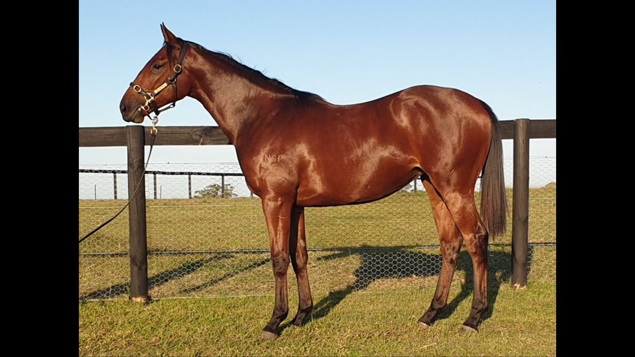 Winning Rupert x Poppins Filly - YouTube