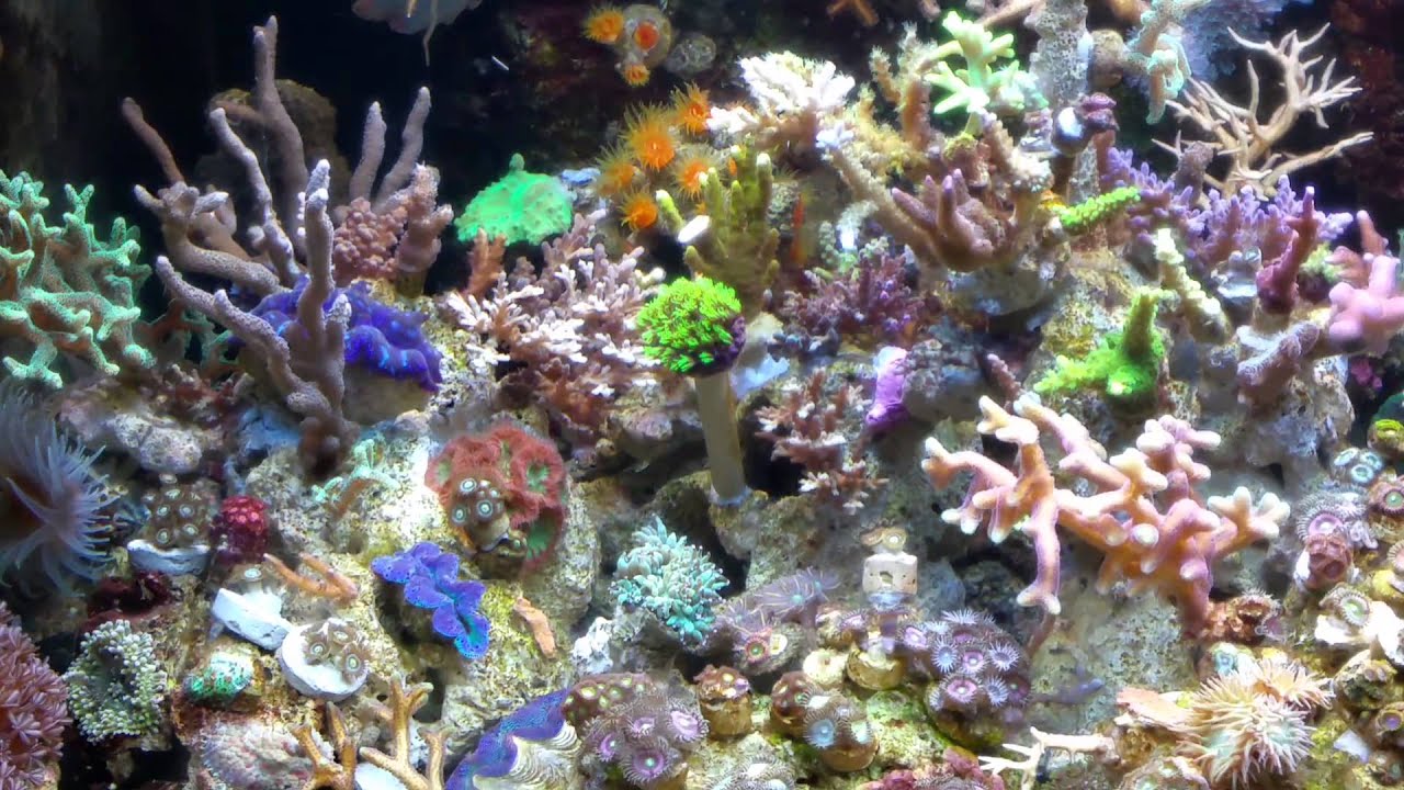 3 feet iOS tank updates..march 2015 - YouTube