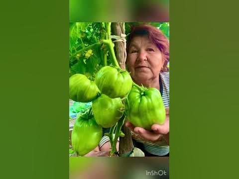 💥Сорт томата Польская слива Тетушки Сварло🍅 - YouTube