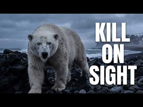 Why Every Polar Bear That Reaches Iceland Dies Within Hours