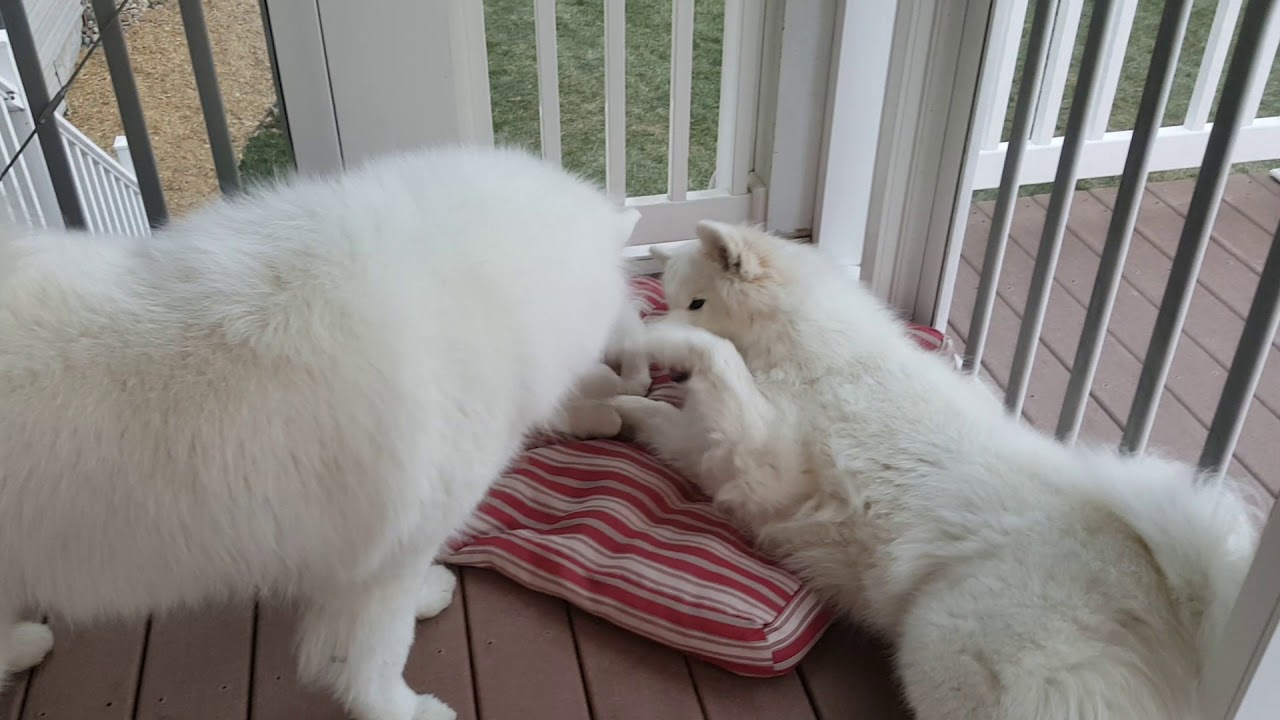 Playing Bitey Face Samoyed puppy - YouTube