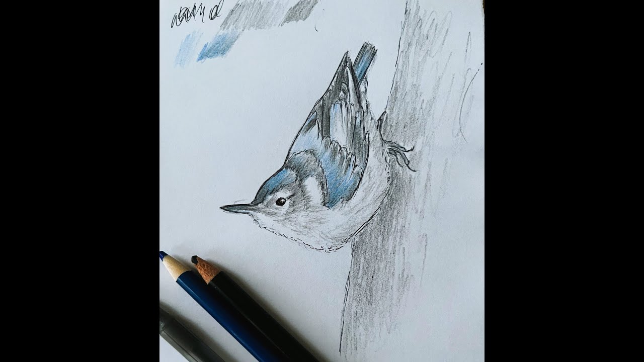 White-breasted Nuthatch With Colour Shading. Vector Bird Art. White ...