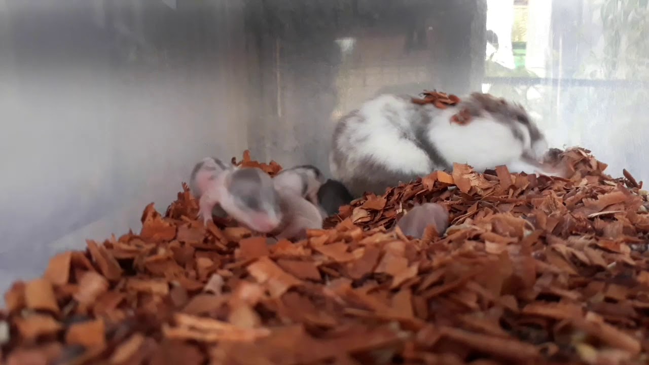 relaxing music and hamster - YouTube