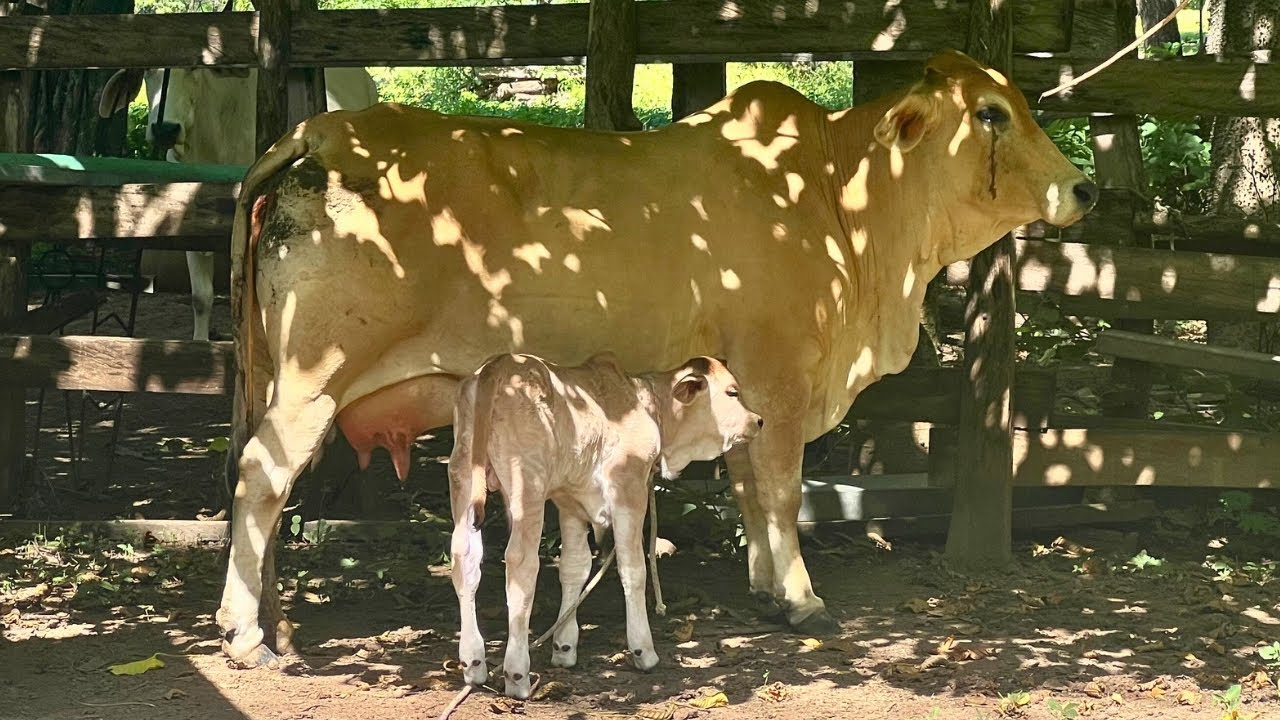 Cow Gives Birth To Bull Calf On The Ranch! - YouTube