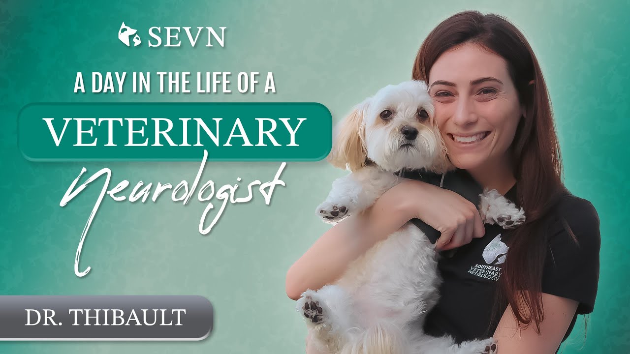 SEVN's Videos | Southeast Veterinary Neurology