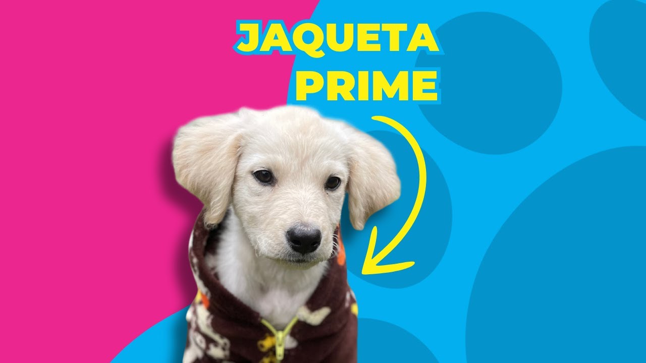 Descubra a Elegância e Conforto da Jaqueta Prime Dog - Estilo e ...