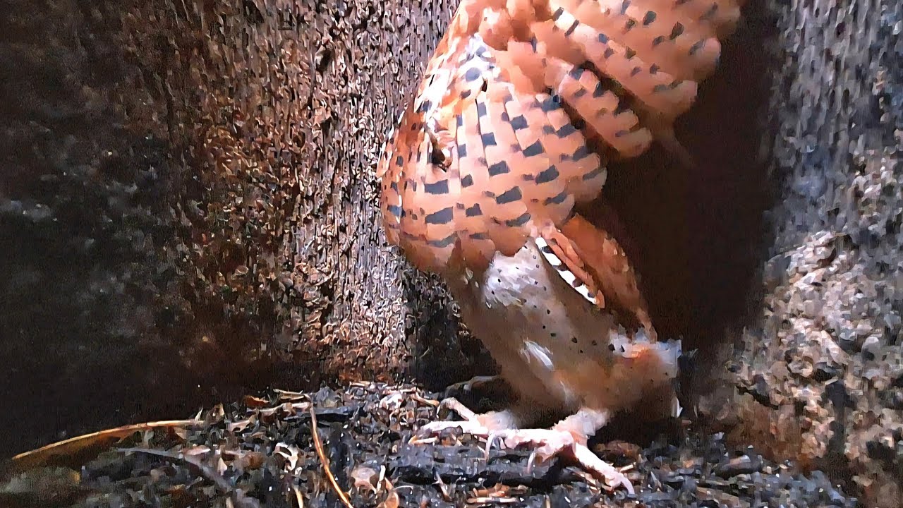 THE LAST DAY I FILMED THESE TWO OWL CHILDREN - Leaving the nest - YouTube