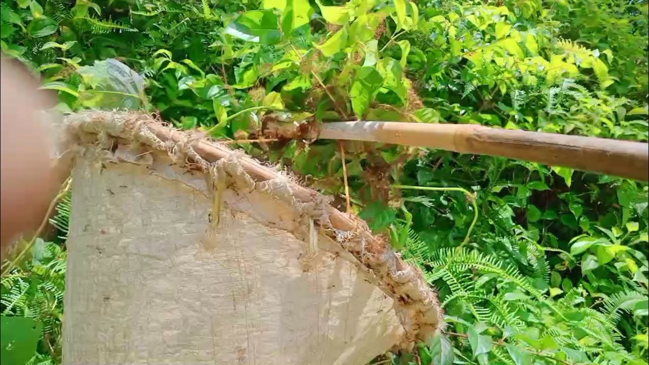 Tehnik mengambil telur angkrang gak perlu motong pohon nya #abdulkroto ...