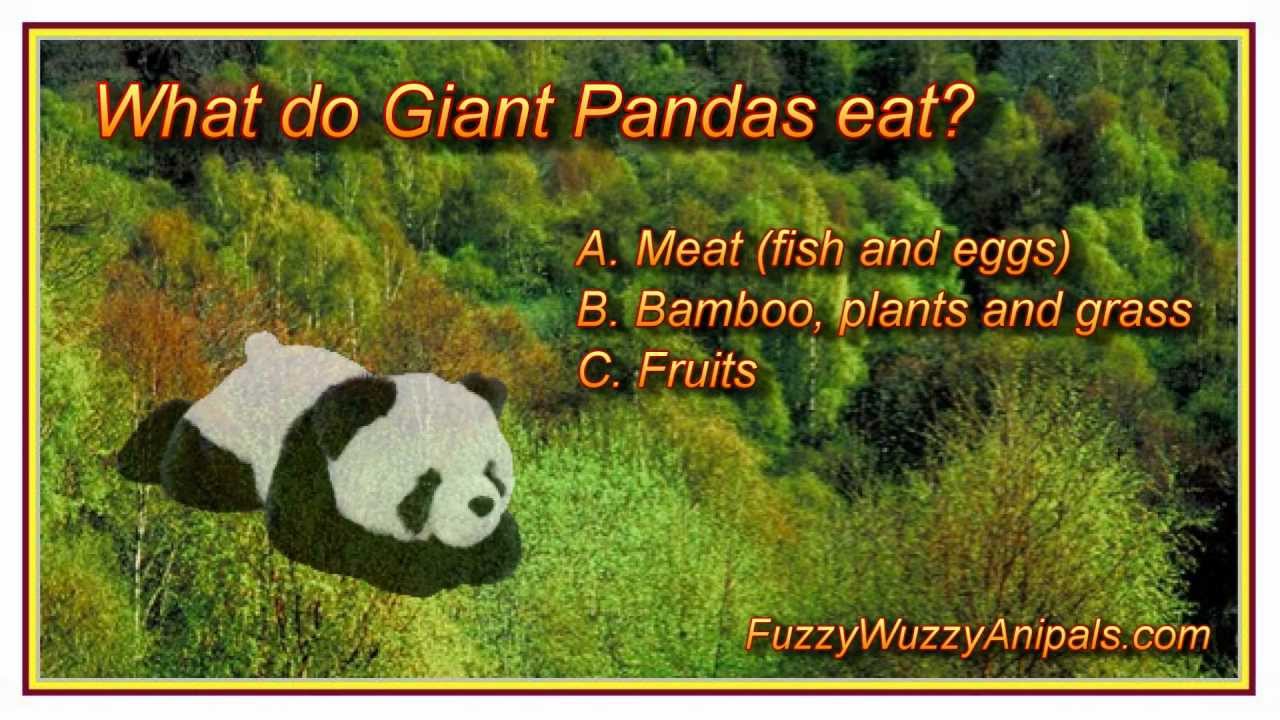Panda Animal Quiz - YouTube