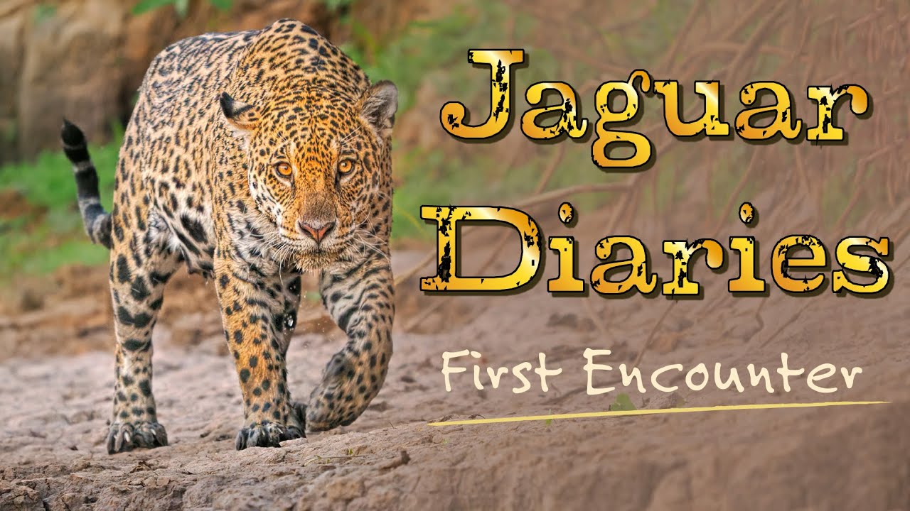Inspiring wildlife photographer Andy Rouse meets a stunning Jaguar in ...