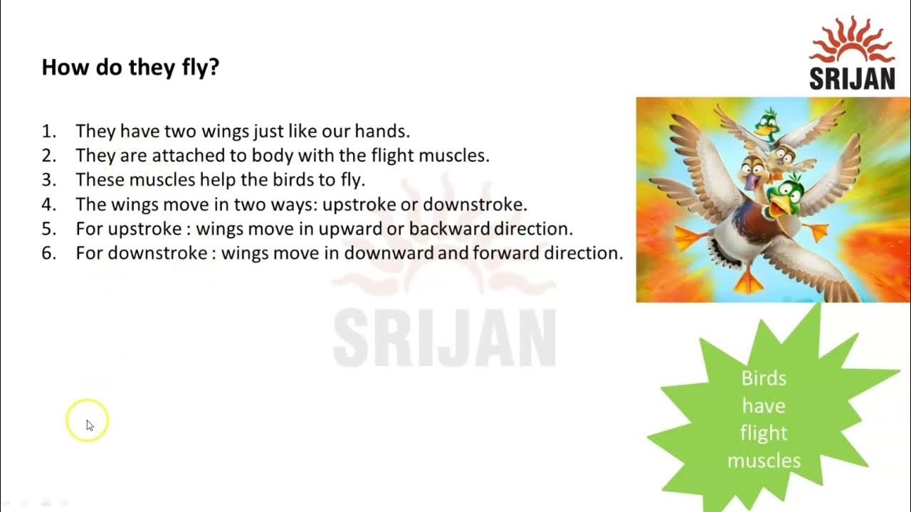 1. How do Birds Fly - YouTube