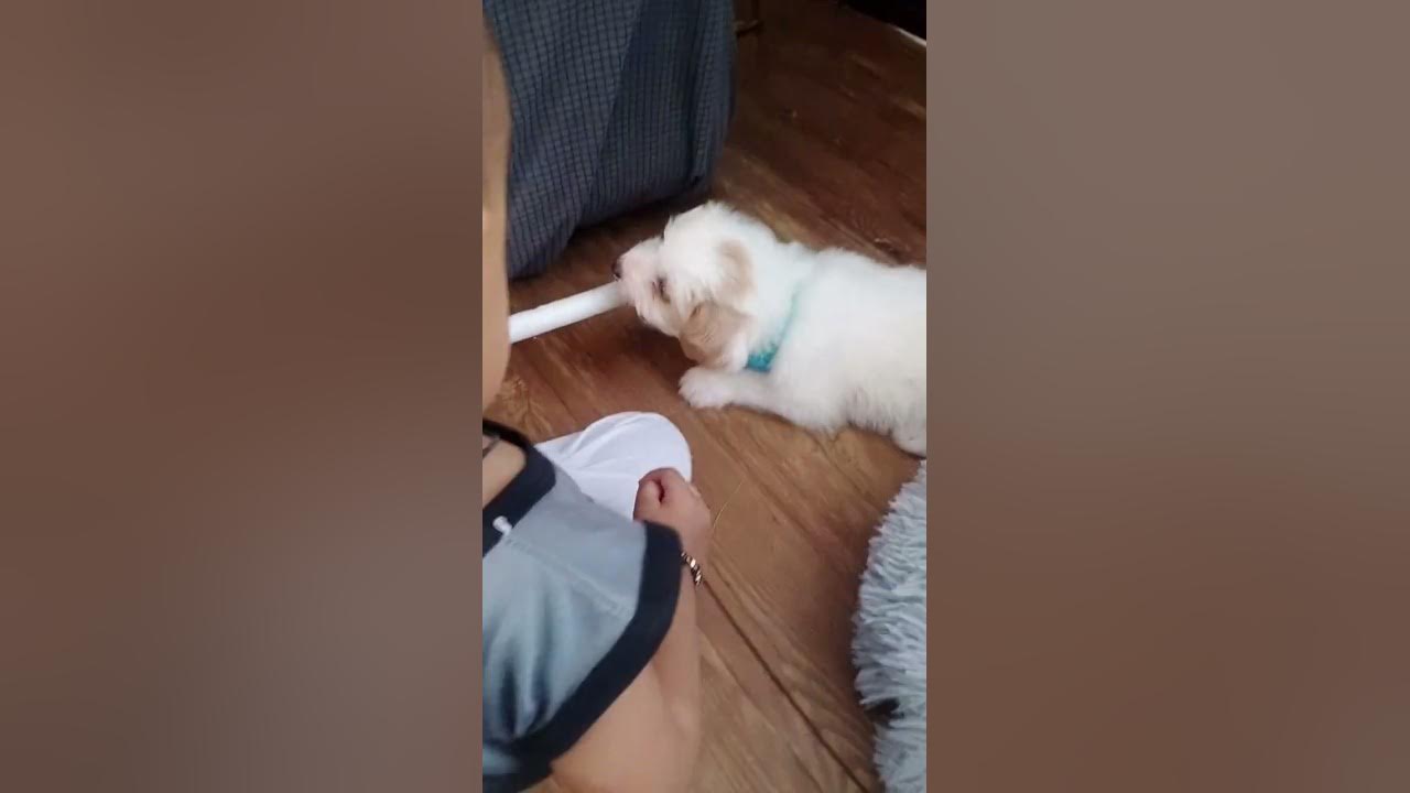 Our Shippu Dog/Baby Matt playing Our baby Shipu puppy @juliejeanvlogs5960 - YouTube